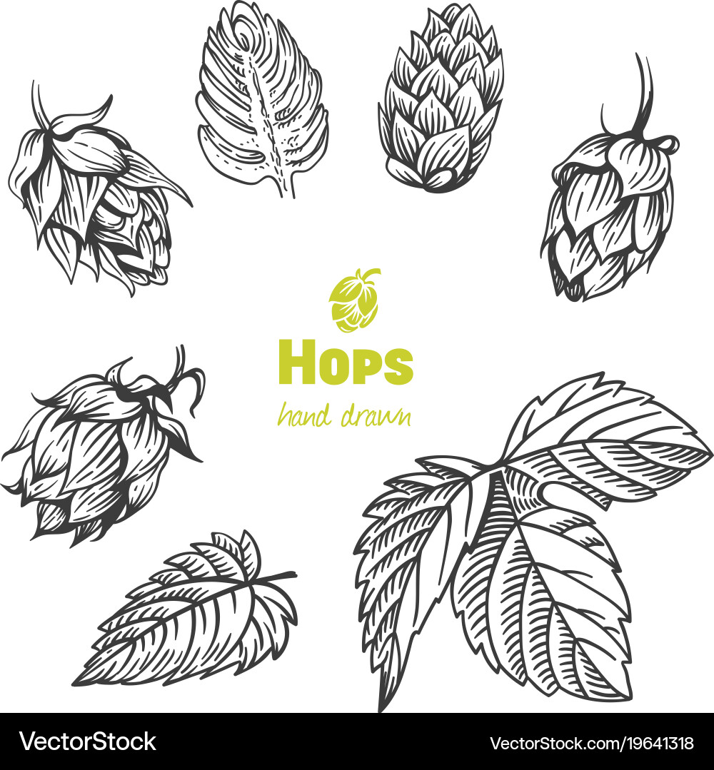 Hops hand drawn Royalty Free Vector Image - VectorStock