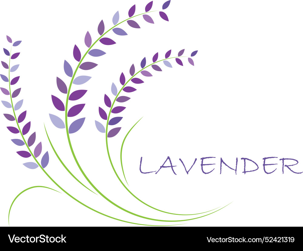 Fresh lavender flower logo Royalty Free Vector Image