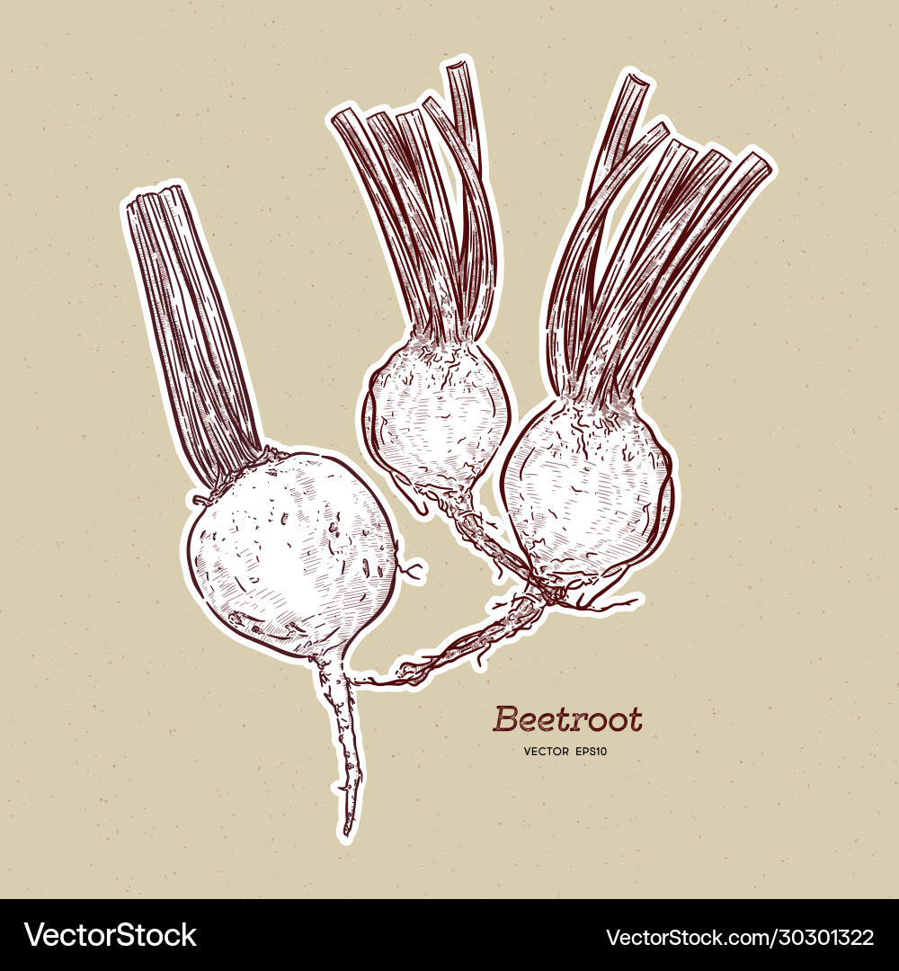 Beetroot hand draw sketch Royalty Free Vector Image