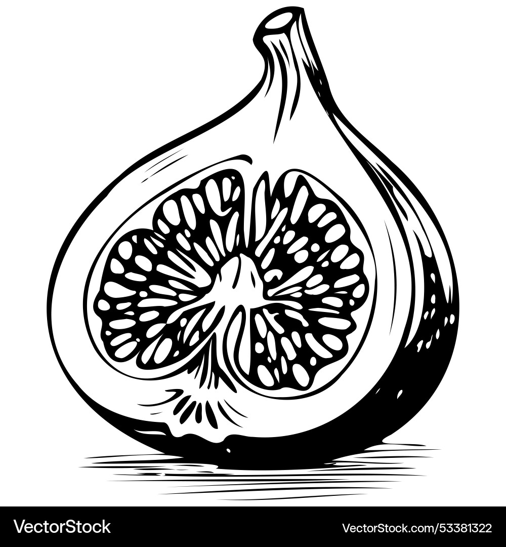 Drawing fruit fig hand drawn transparent Vector Image
