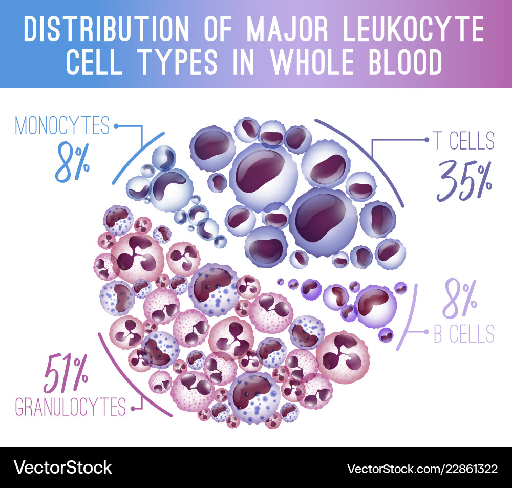 Major leukocytes types scheme Royalty Free Vector Image