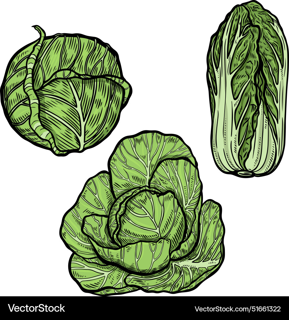 Nappa cabbage vintage line drawing isolated Vector Image