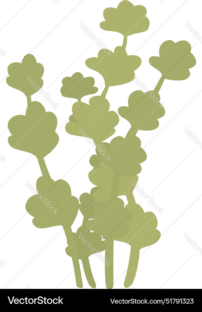 Green coriander plant growing upwards Royalty Free Vector