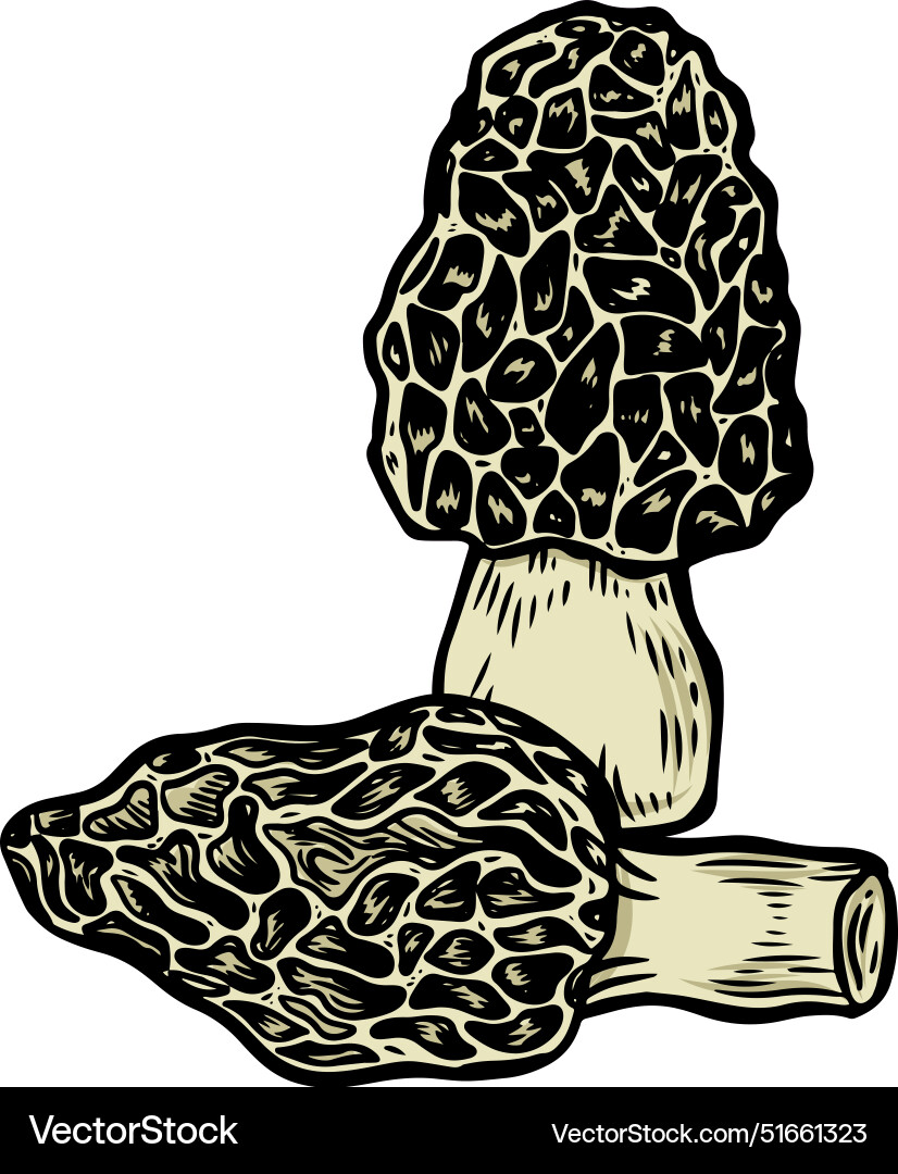 Morel mushroom vintage line drawing isolated Vector Image