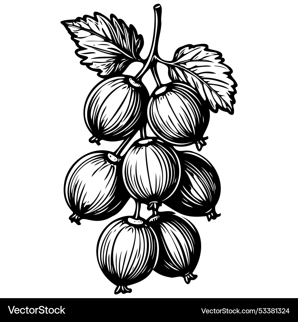 Drawing fruit gooseberry engraving Royalty Free Vector Image