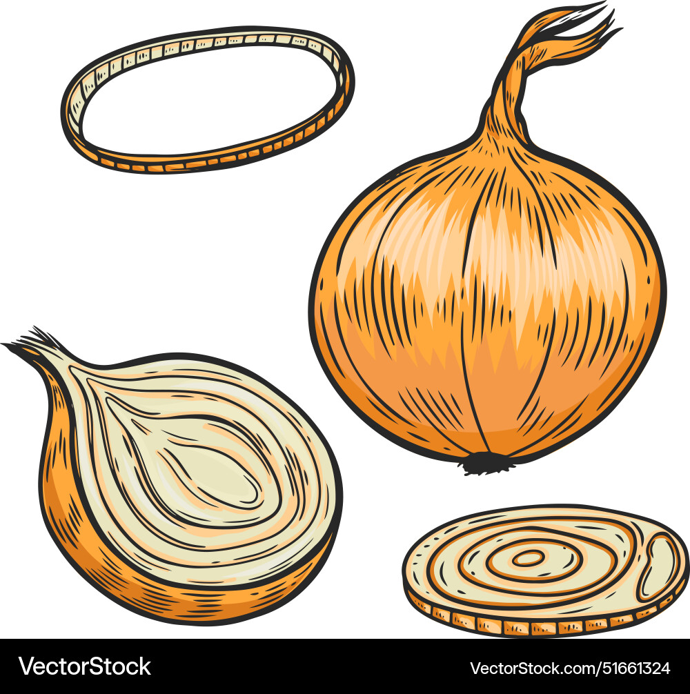 Onions and rings line drawing Royalty Free Vector Image