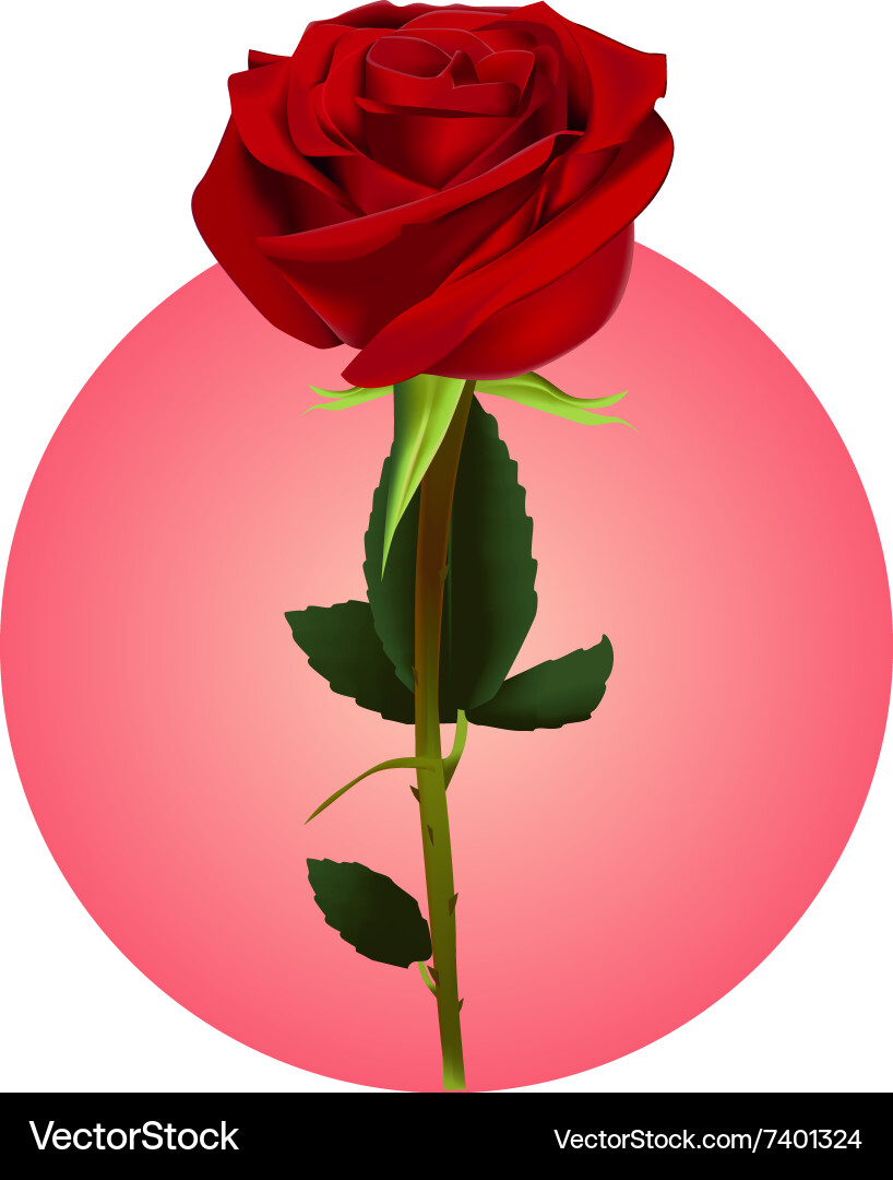 Red rose Royalty Free Vector Image - VectorStock