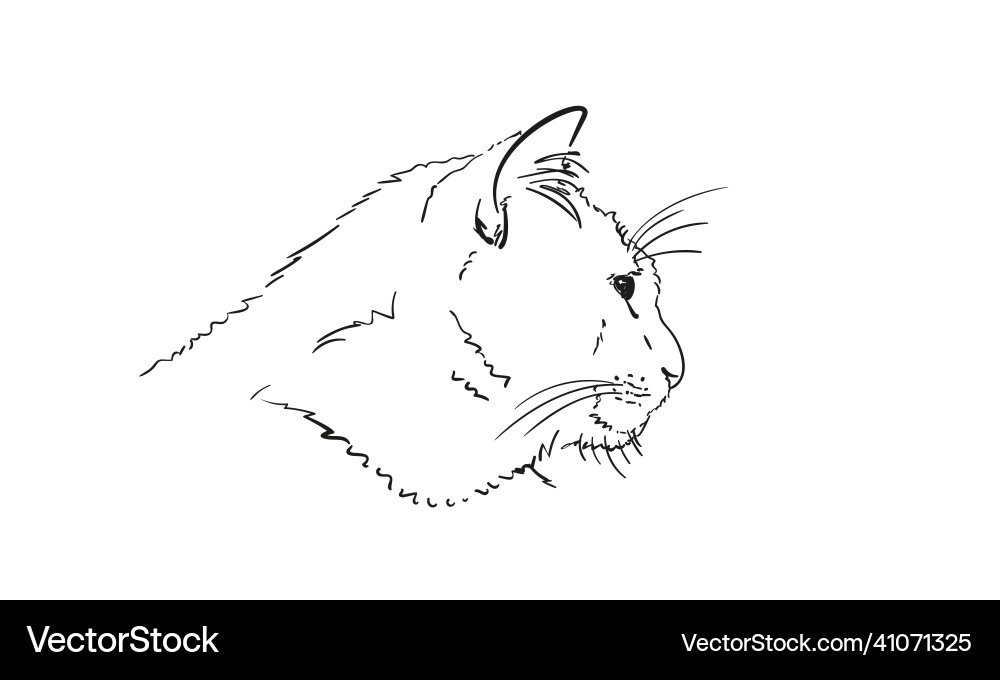 Cat Face Side View Drawing