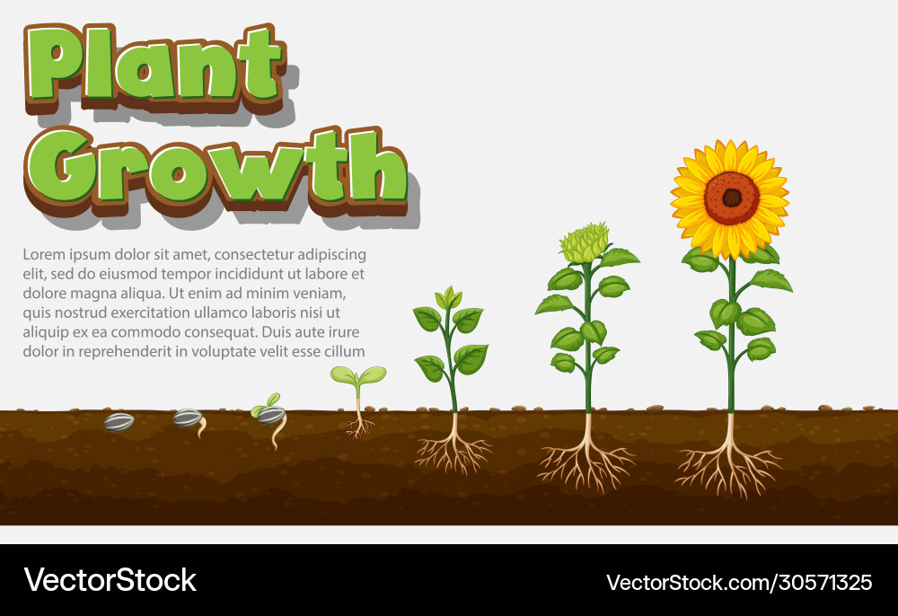 Diagram showing how plants grow from seed Vector Image