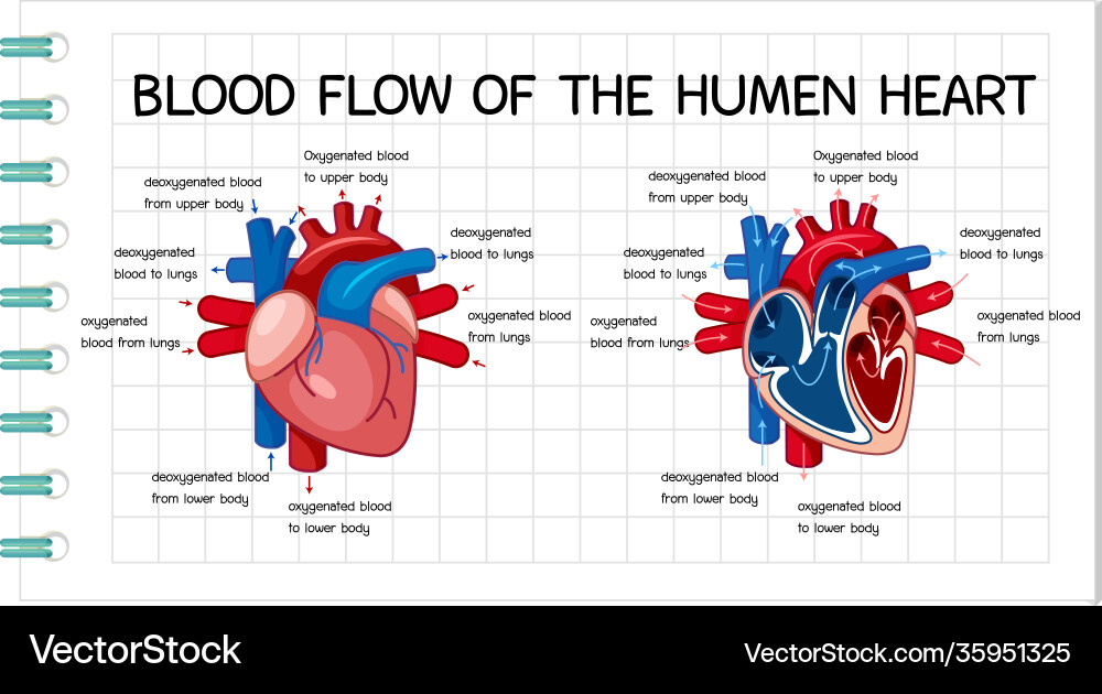 Human Heart Blood Flow Diagram Royalty Free Vector Image