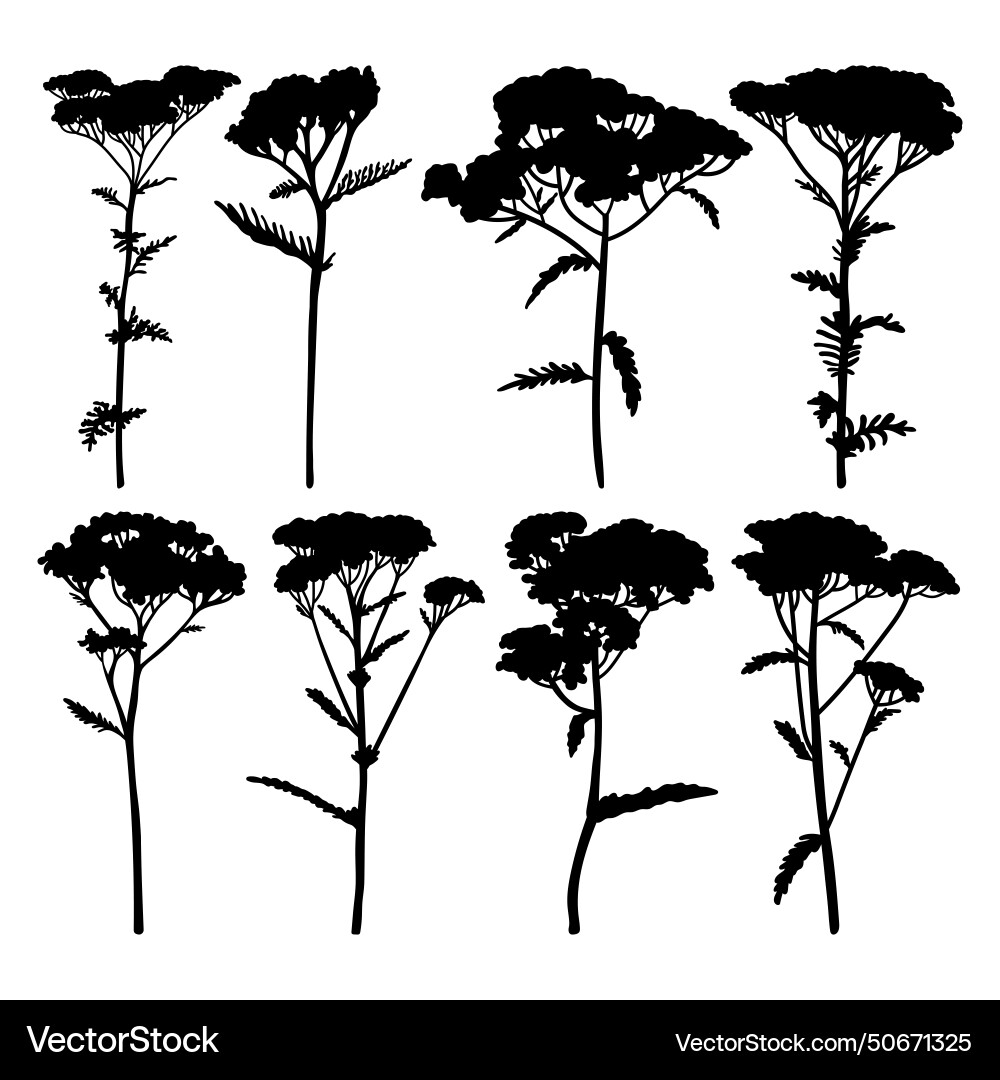 Yarrow flowering plant silhouette stencil Vector Image