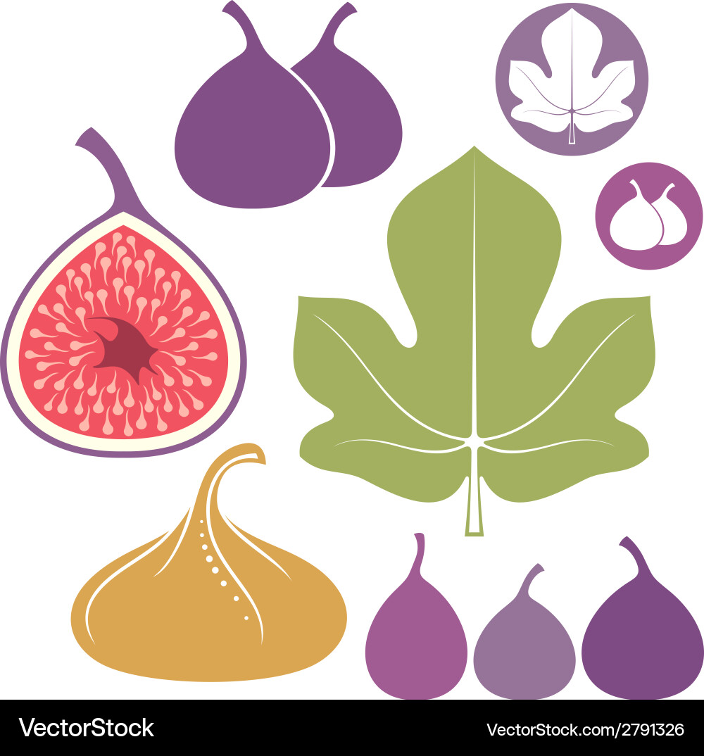 Fig set Royalty Free Vector Image - VectorStock