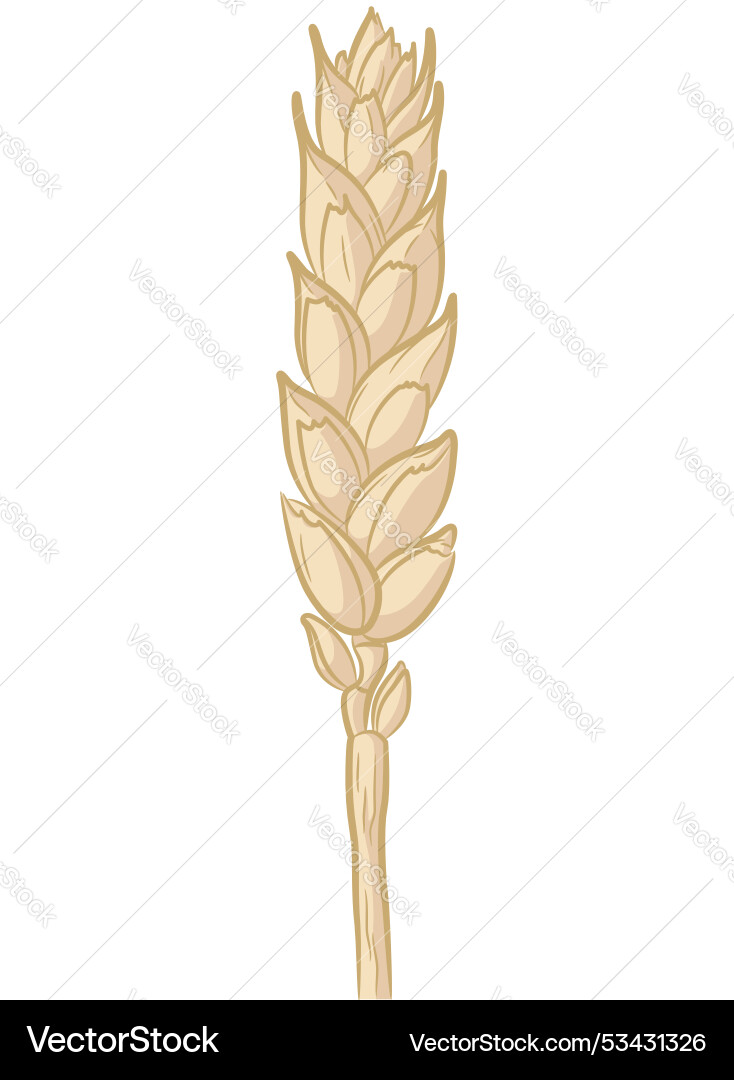 Wheat stalk rice ear straw cartoon Royalty Free Vector Image