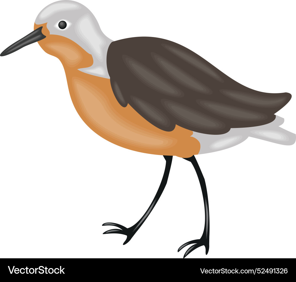 Winged sandpiper bird Royalty Free Vector Image