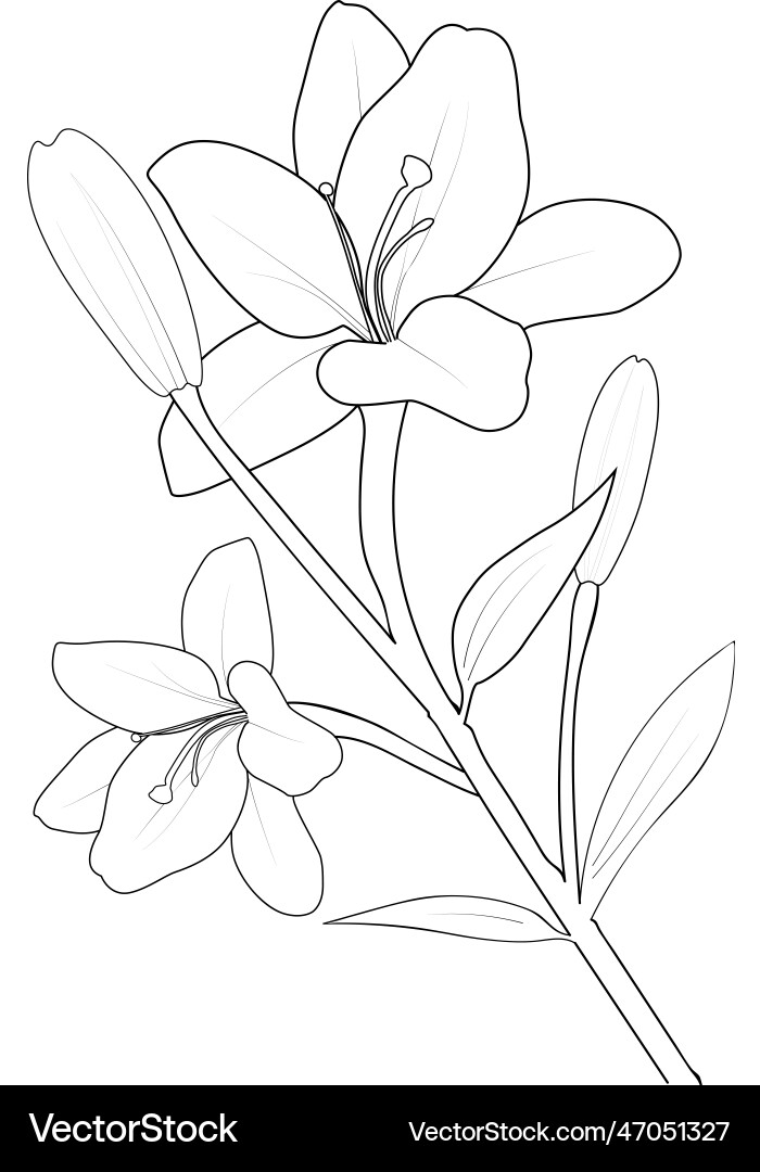 Lily Outline 50+ Outline Day Lilies Stock Illustrations, Royalty Free
