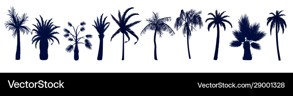 Set different tropical palm trees Royalty Free Vector Image