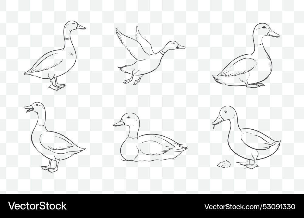 Print detailed mallard duck line art set Vector Image