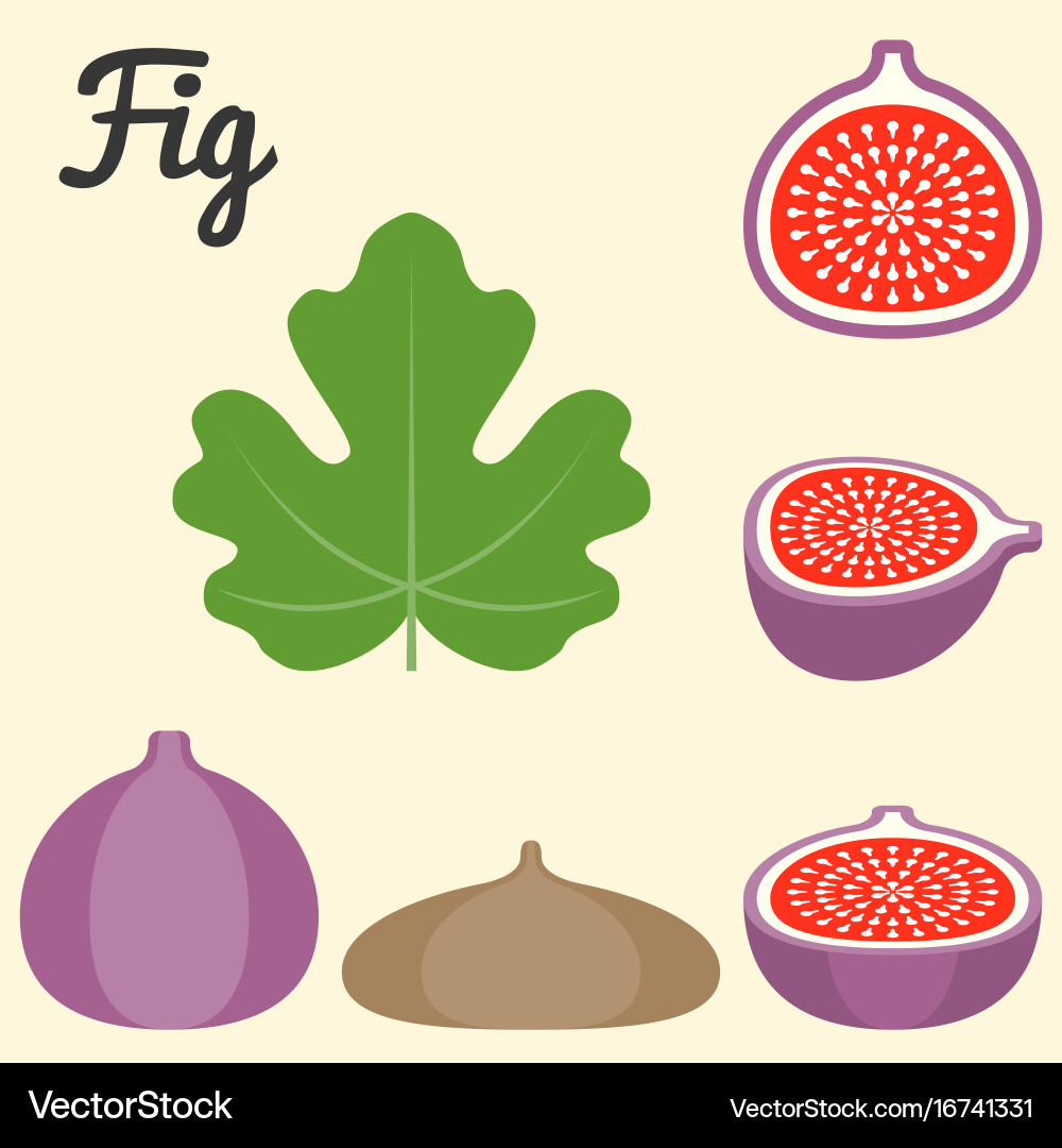 Fig icon Royalty Free Vector Image - VectorStock