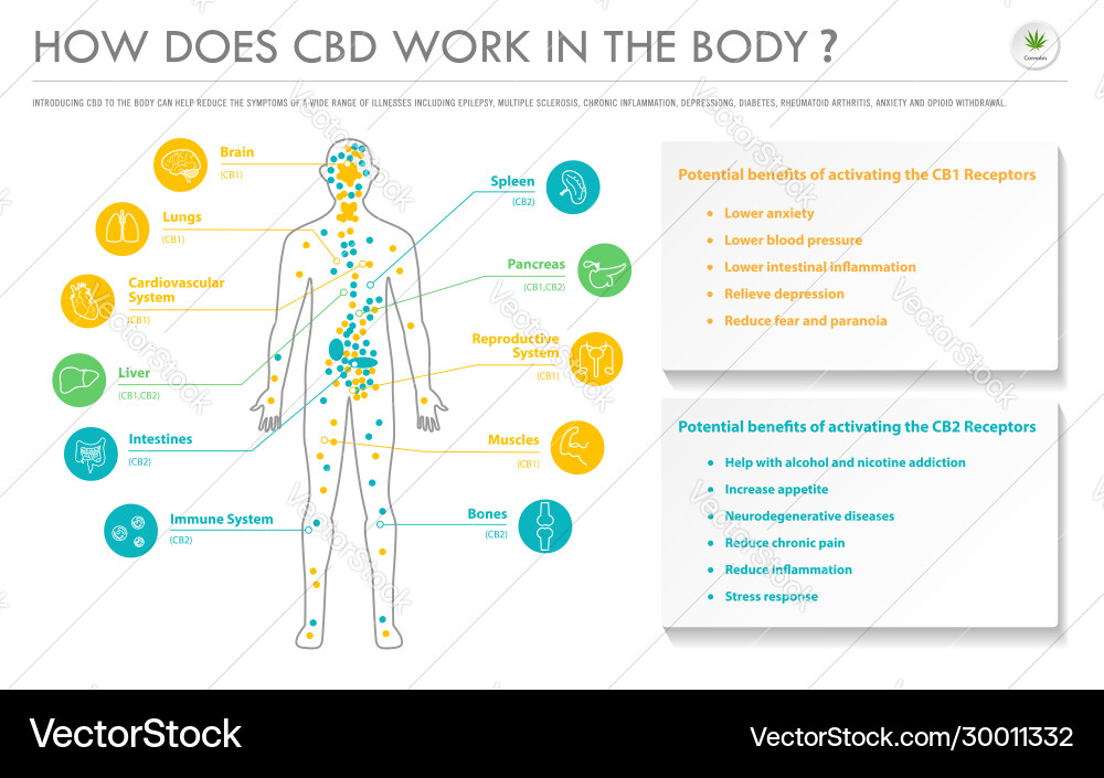 CBD System Explained Royalty Free Vector Image