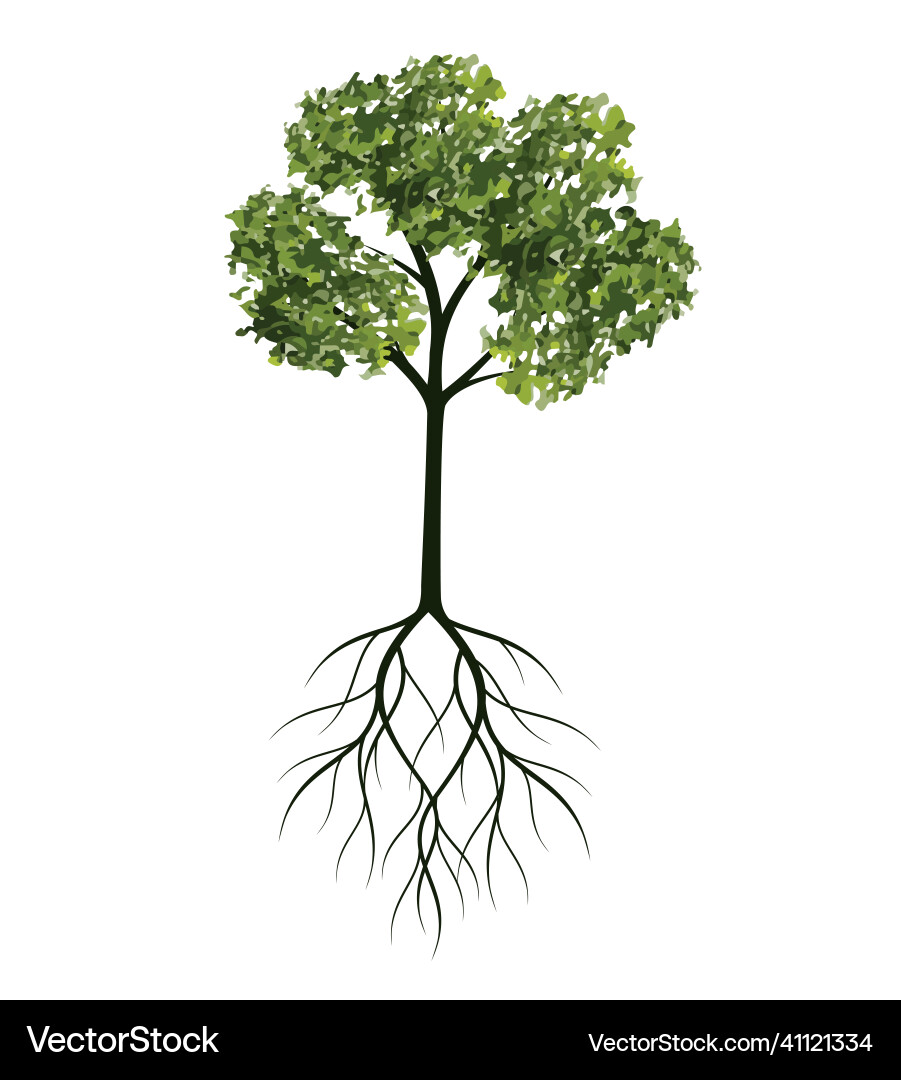 Green tree with roots outline Royalty Free Vector Image