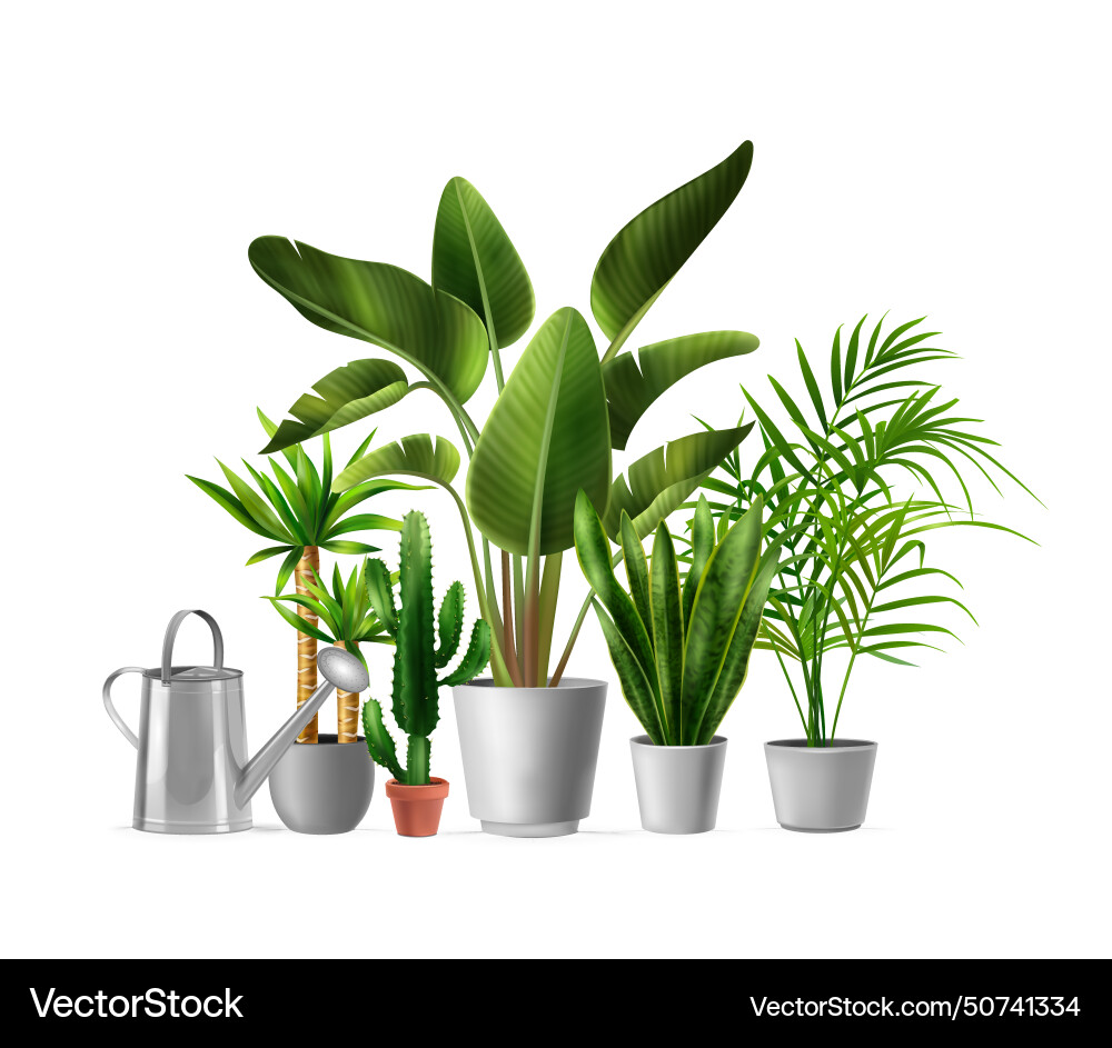 House plants realistic Royalty Free Vector Image