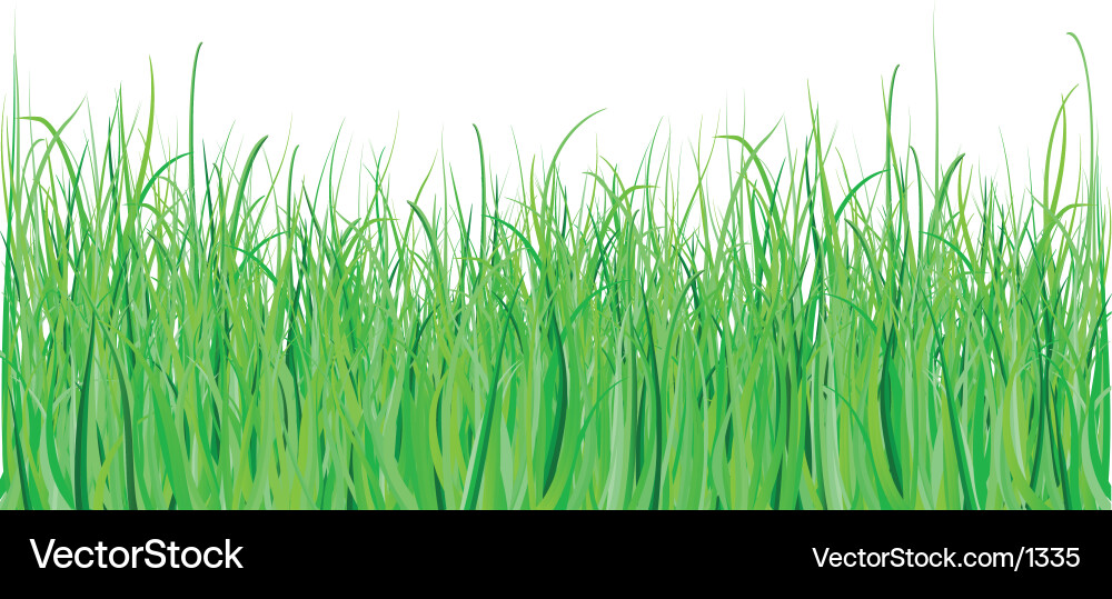 Detailed grass Royalty Free Vector Image - VectorStock