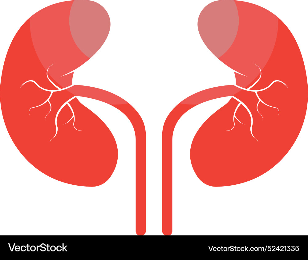 Kidney logo Royalty Free Vector Image - VectorStock