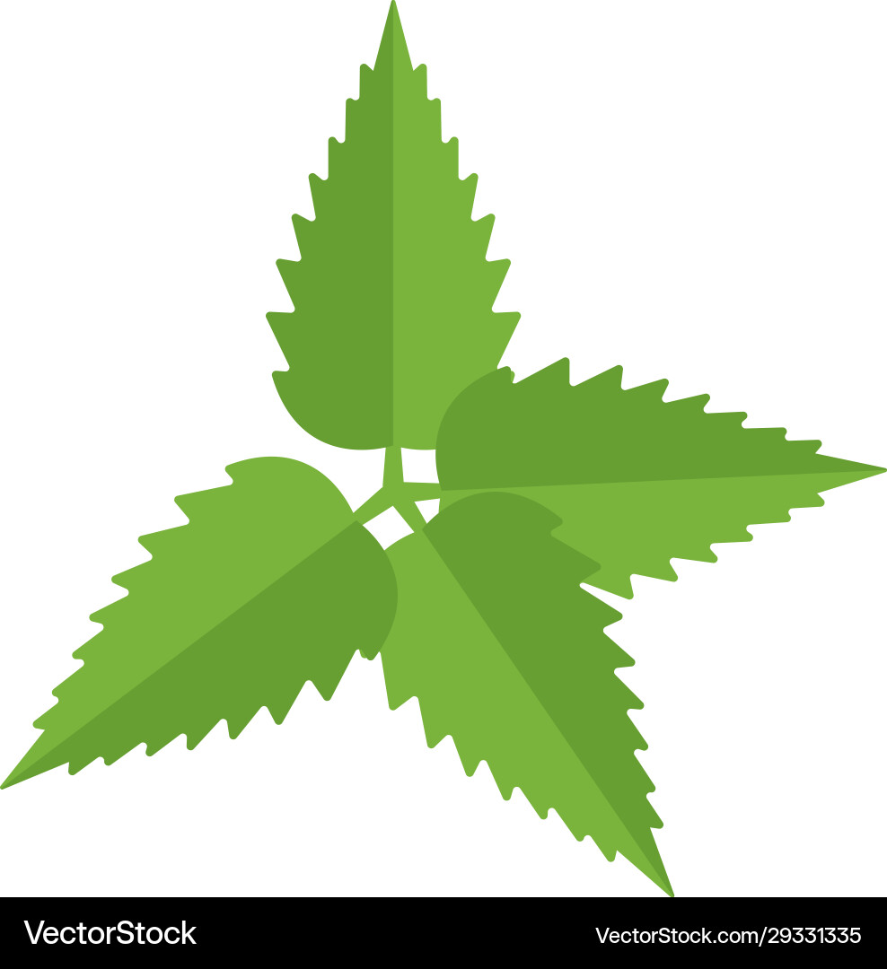 Nettle Royalty Free Vector Image - VectorStock
