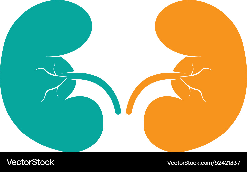 Kidney logo Royalty Free Vector Image - VectorStock