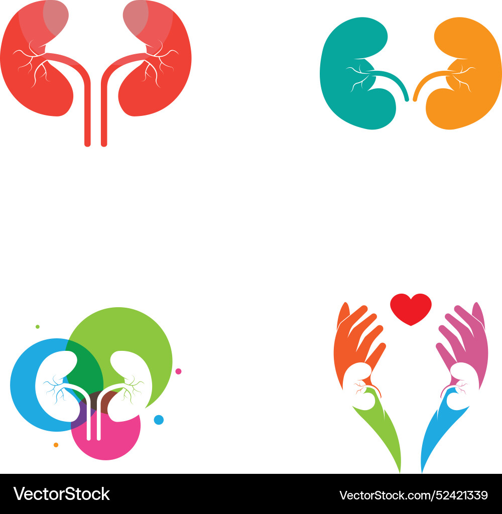 Kidney logo Royalty Free Vector Image - VectorStock