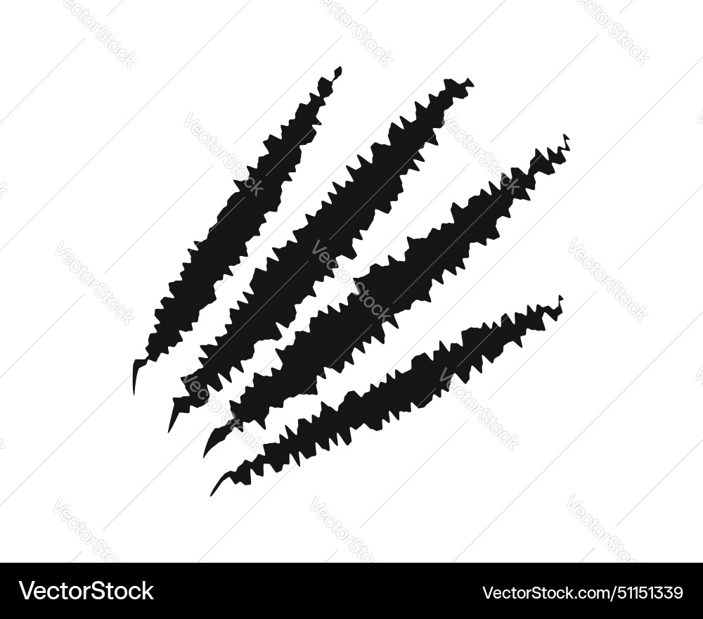 Scratch claw marks bear wolf toger or panther Vector Image
