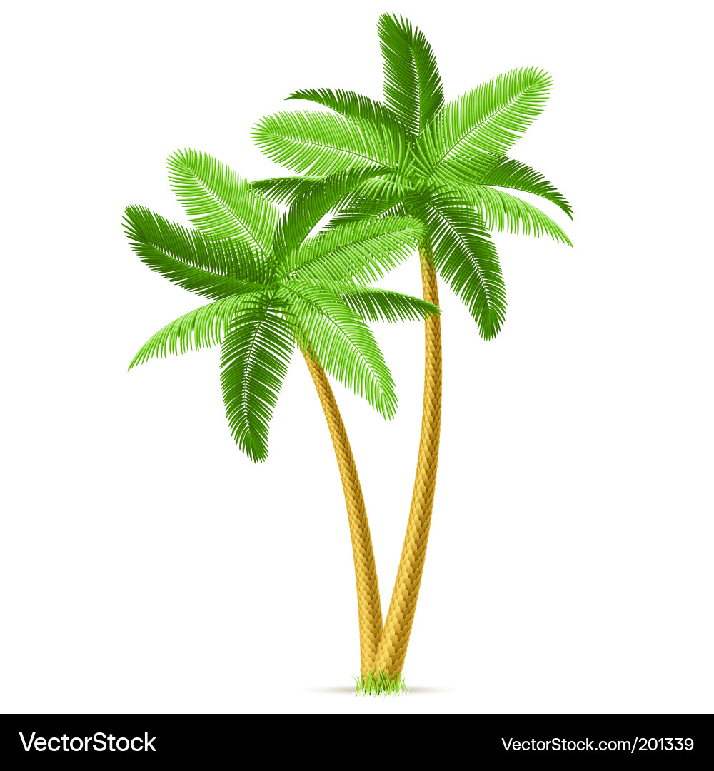 Tropical palm trees Royalty Free Vector Image VectorStock