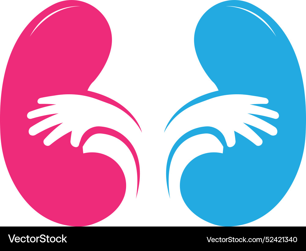 Kidney logo Royalty Free Vector Image - VectorStock