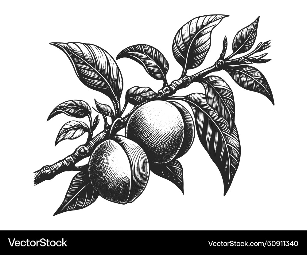 Peach tree branch engraving Royalty Free Vector Image