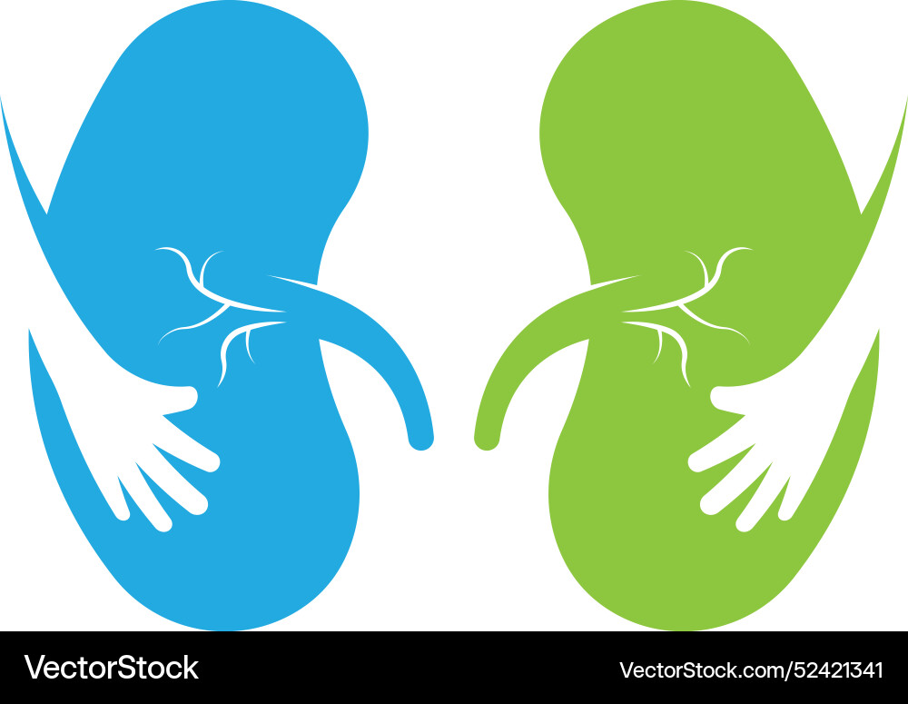 Kidney logo Royalty Free Vector Image - VectorStock