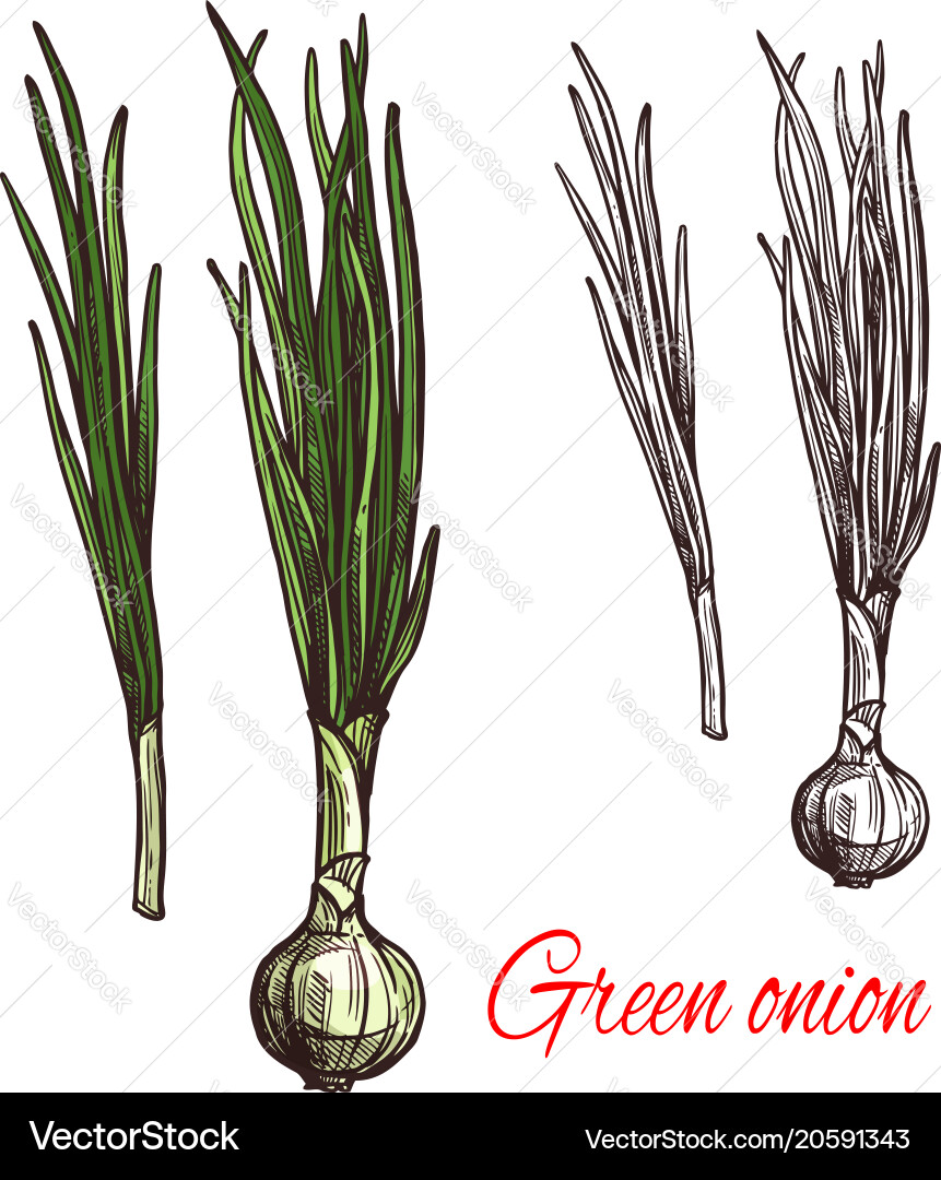 Green Onion Sketch - Spring Onion or Leek Vector Image