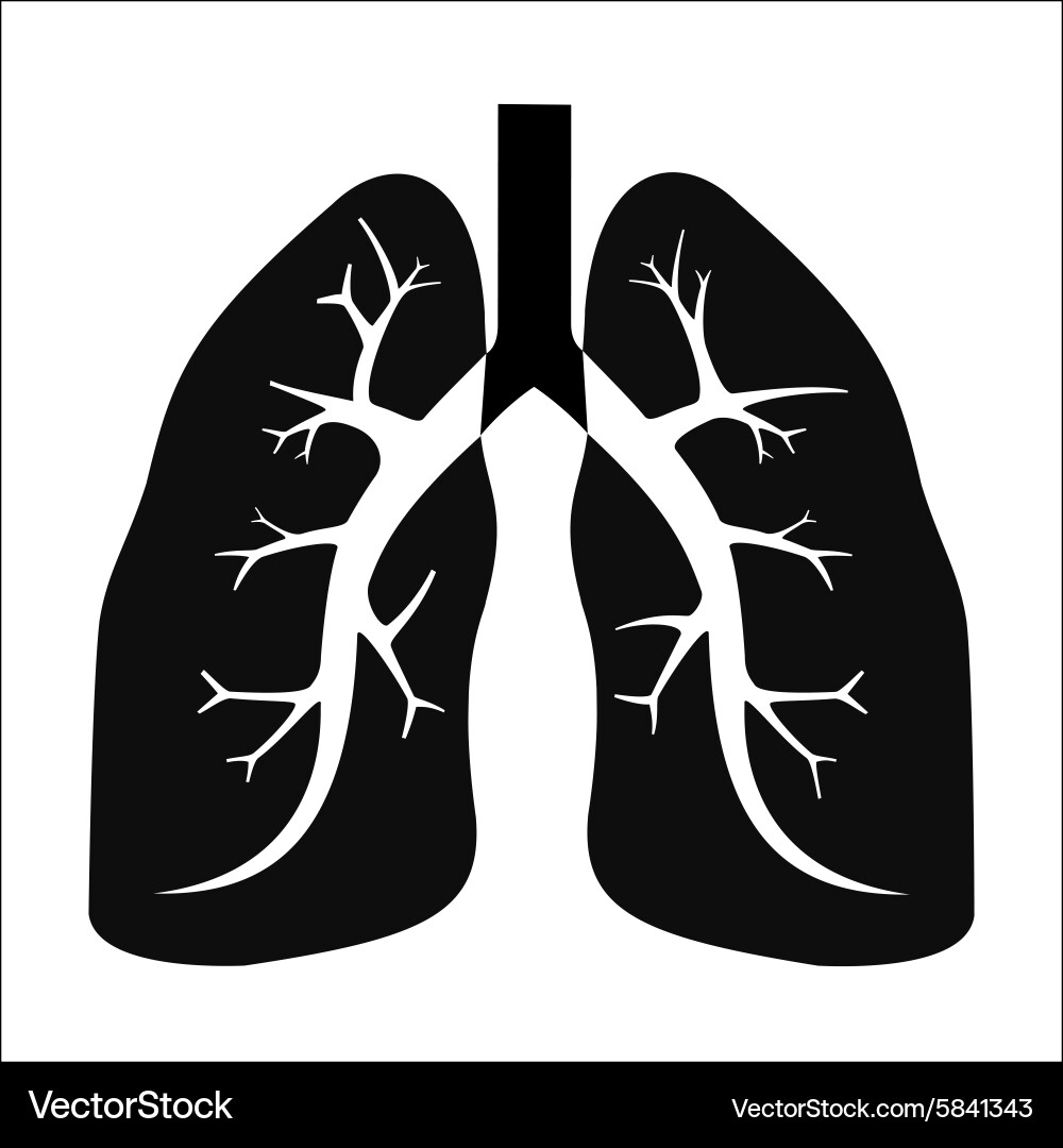 Human lung Royalty Free Vector Image - VectorStock