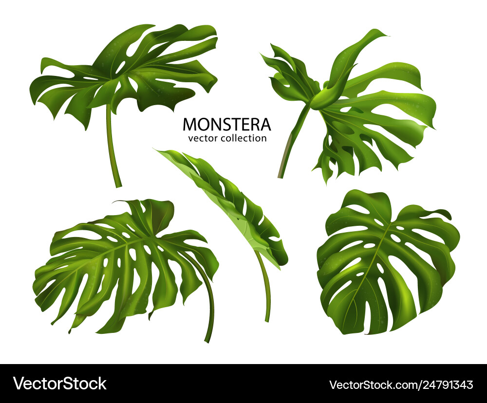 Tropical monstera leavesset plants isolated Vector Image