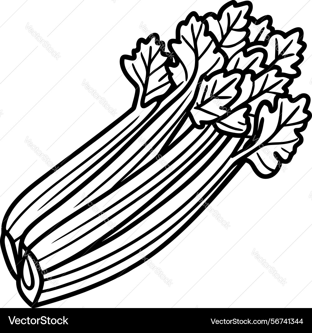 Celery black and white drawing healthy food Vector Image
