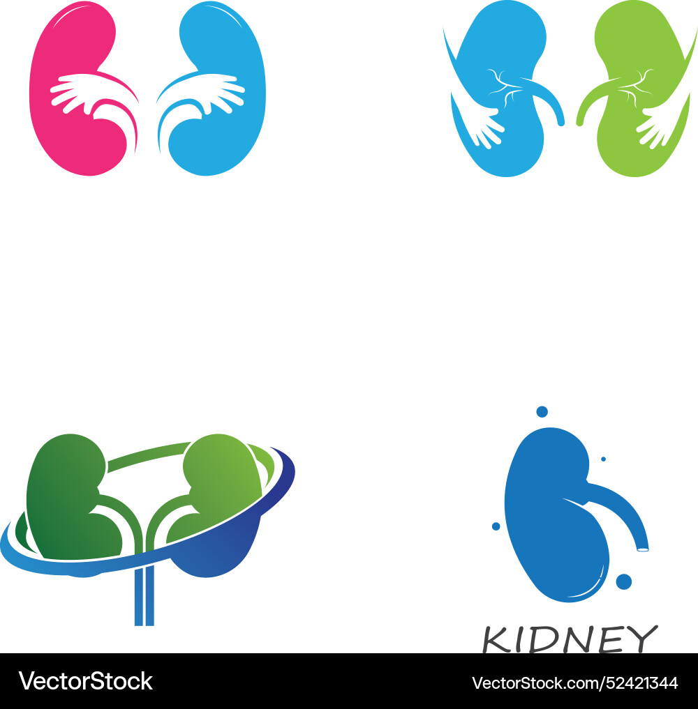 Kidney logo Royalty Free Vector Image - VectorStock
