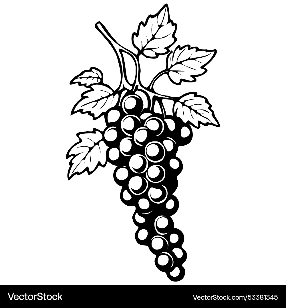 Drawing fruit pinot noir grape black hand drawn Vector Image