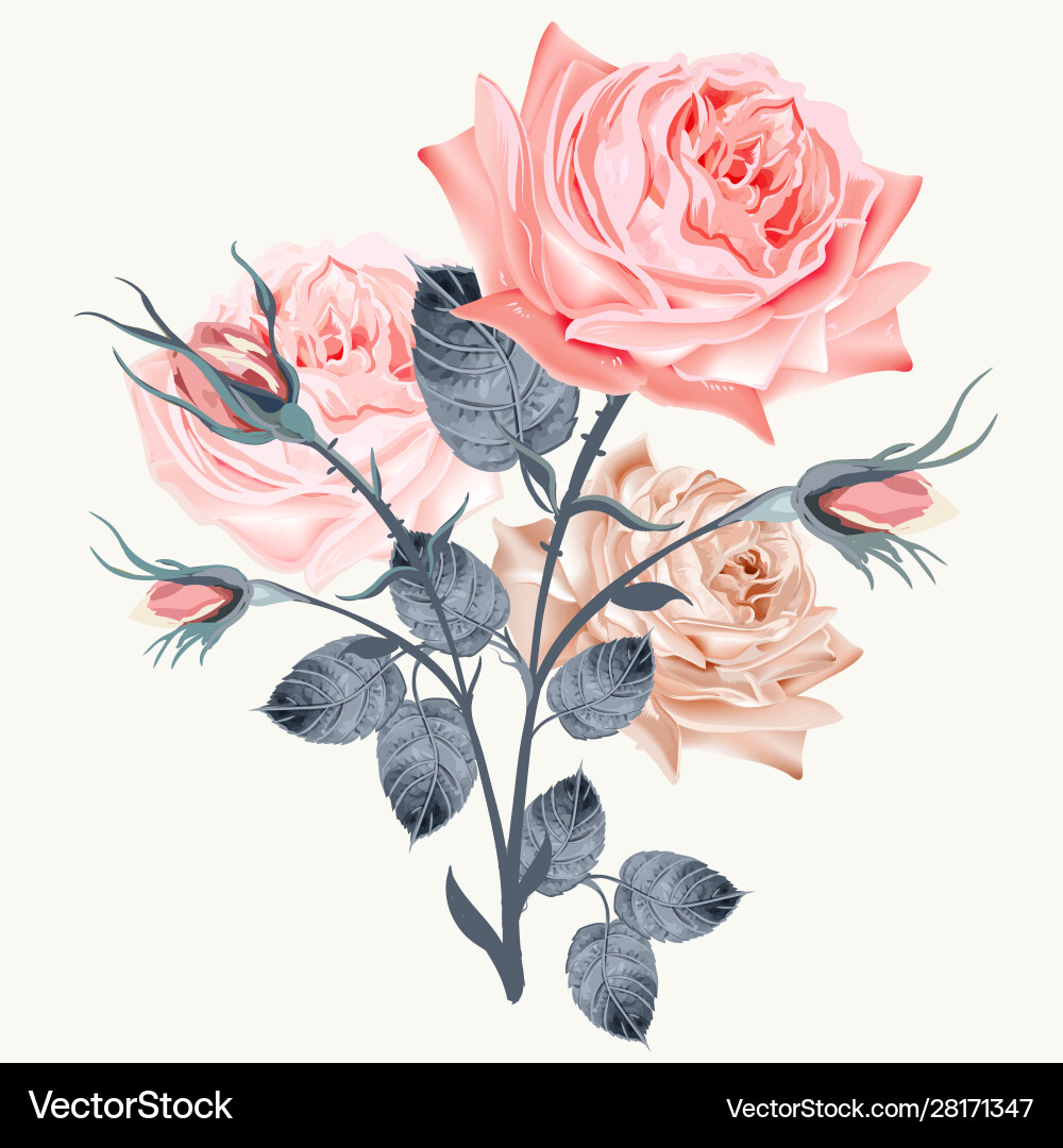 Elegant and beautiful pink rose on white Vector Image