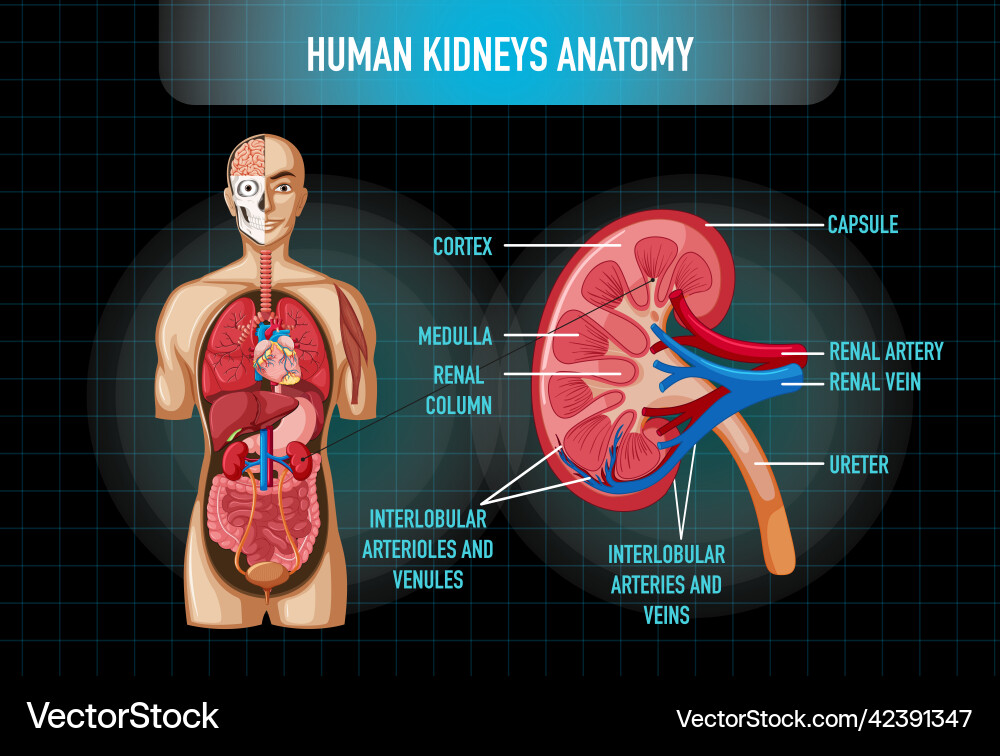 menschliches inneres Organ mit Nieren und Blase Vektorbild