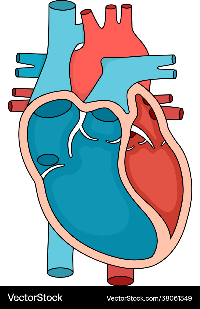Human Heart Anatomy - Cross Section Royalty Free Vector