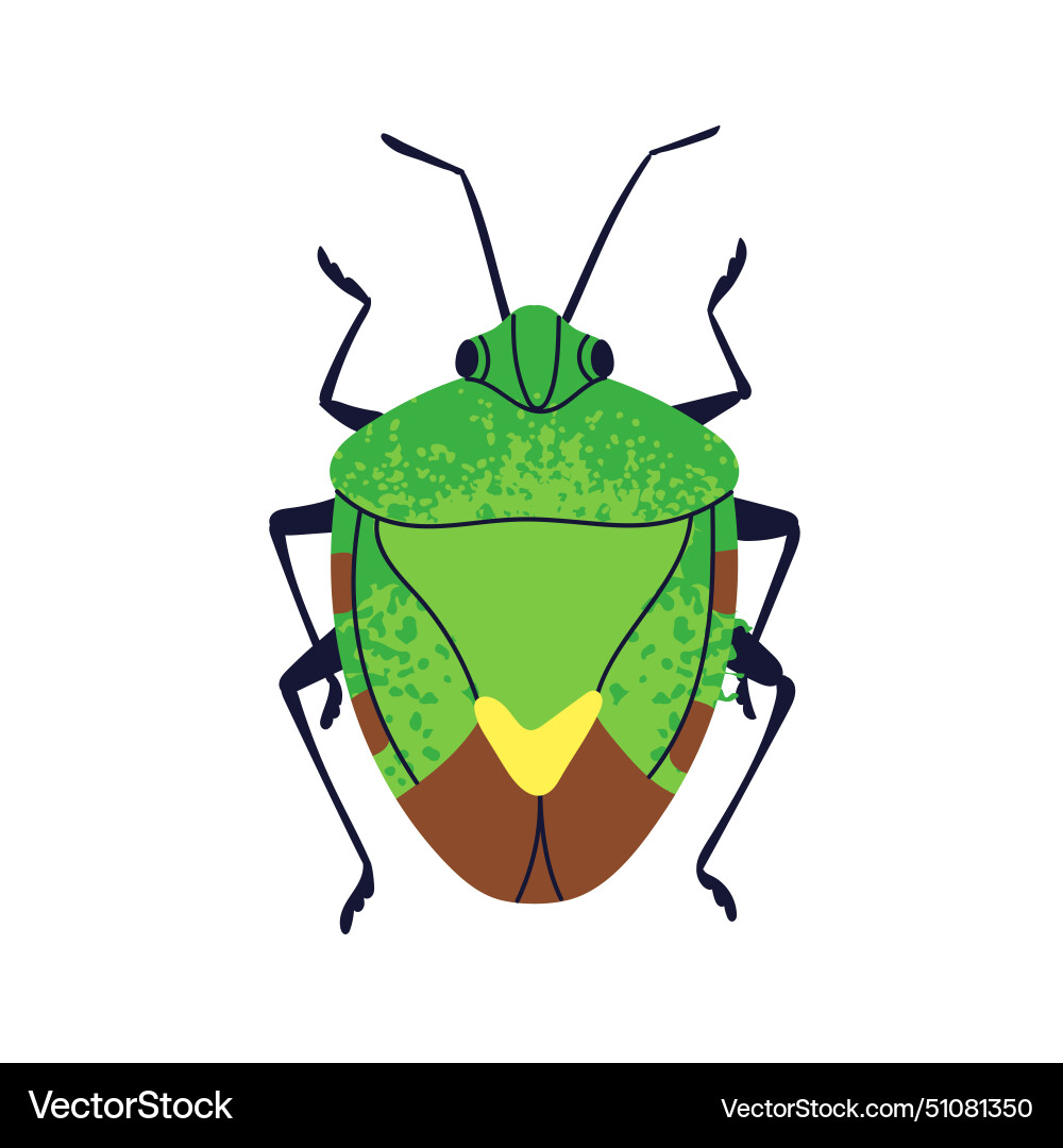 Beetle shield stink bug top view forest fauna Vector Image Beetle shield stink bug top view forest fauna Vector Image