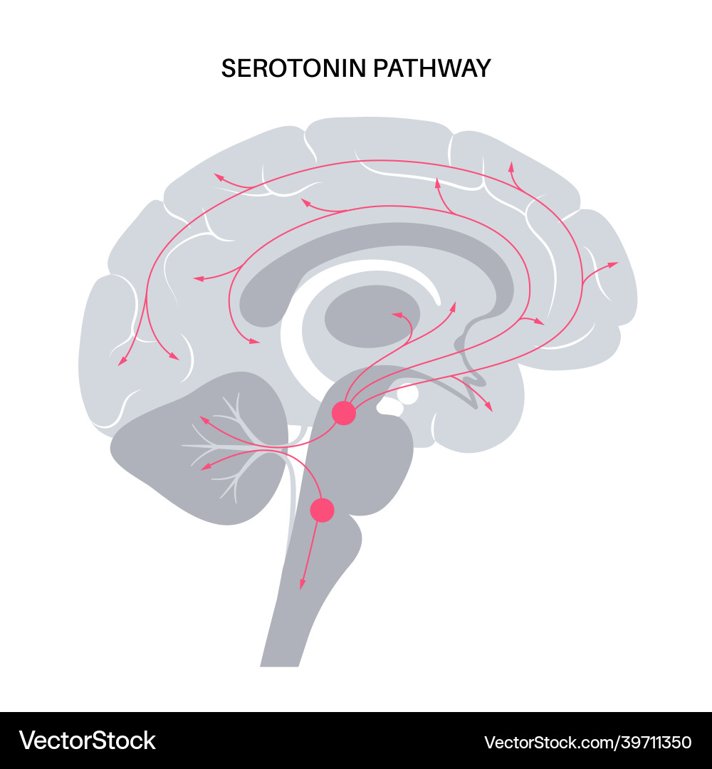 Serotonin pathway in brain Royalty Free Vector Image
