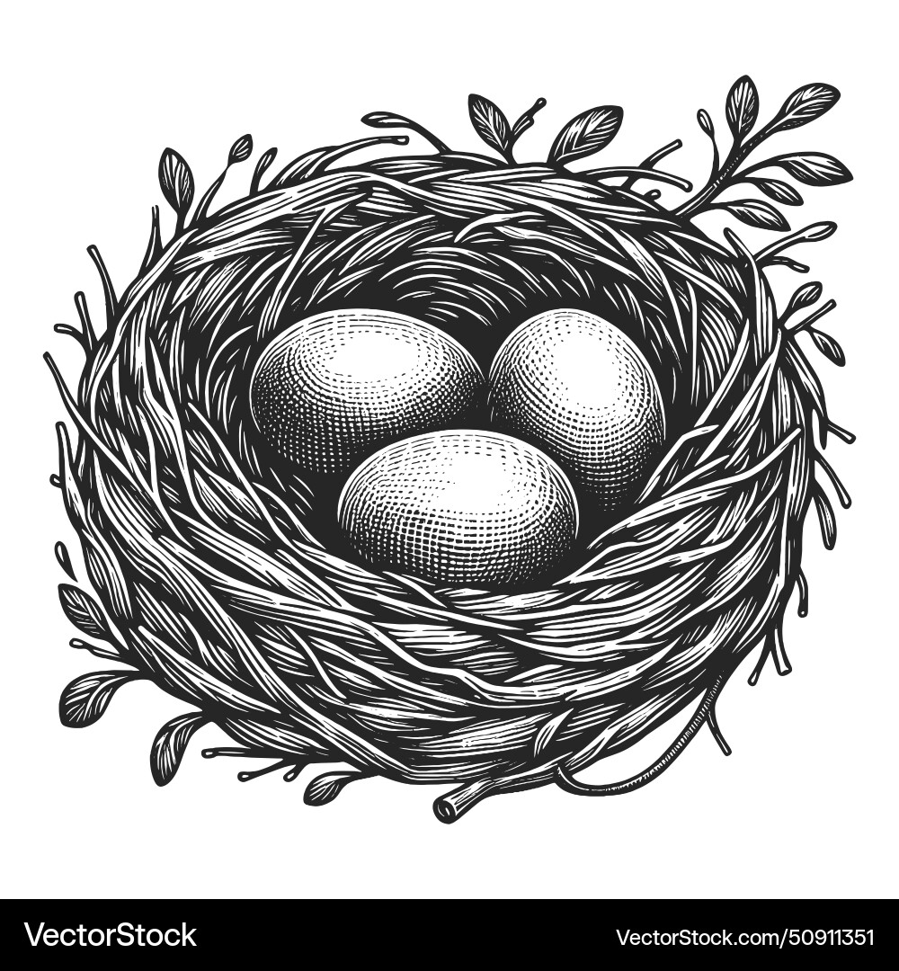 Bird nest with eggs engraving Royalty Free Vector Image