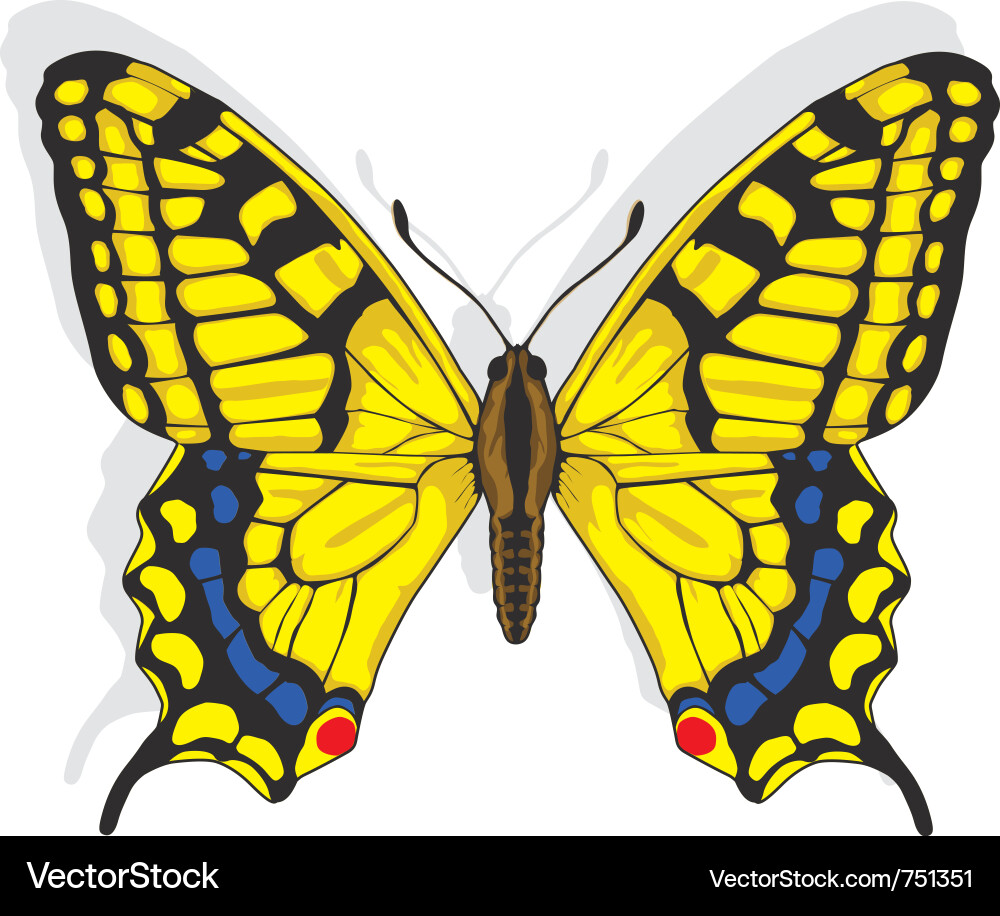 Painted Swallowtail Butterfly Royalty Free Vector Image
