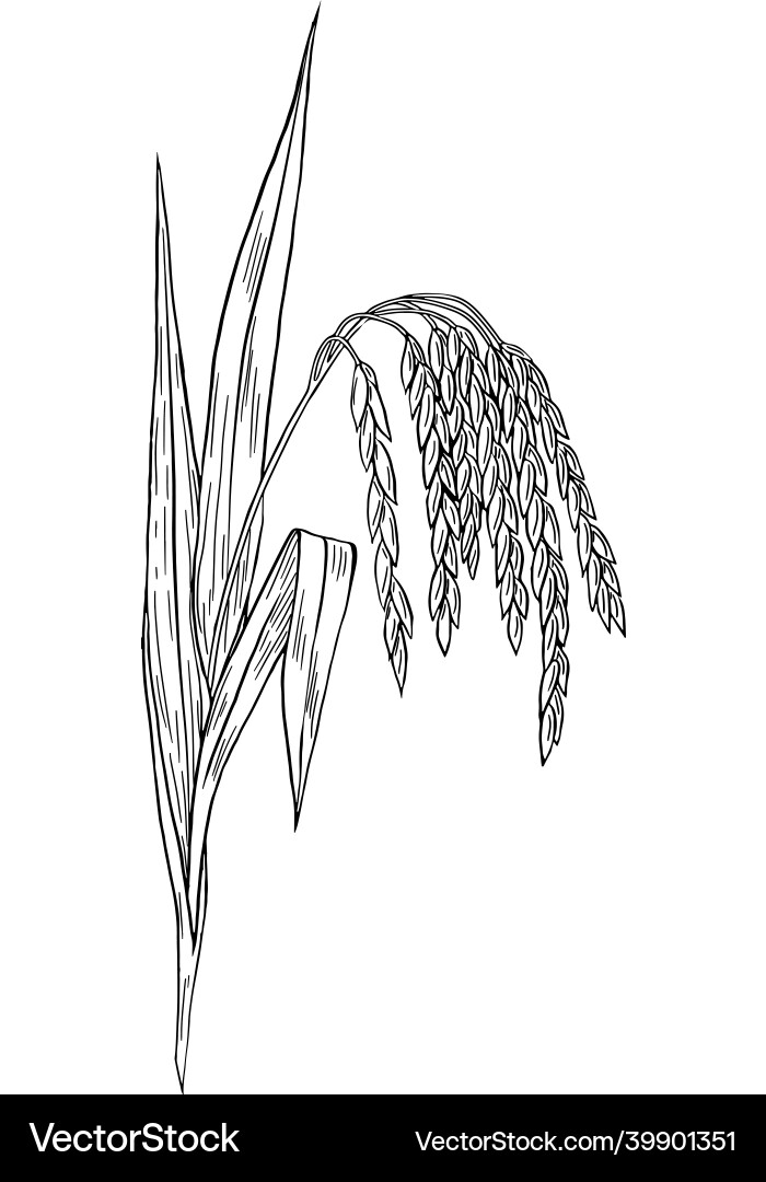 Rice ears hand-drawn ink Royalty Free Vector Image