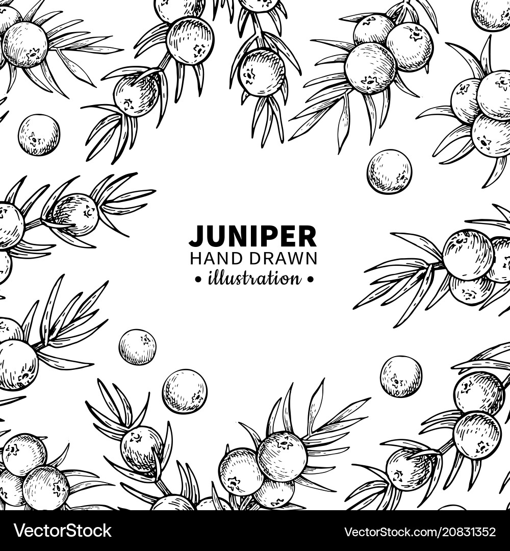 Juniper drawing frame isolated vintage Royalty Free Vector